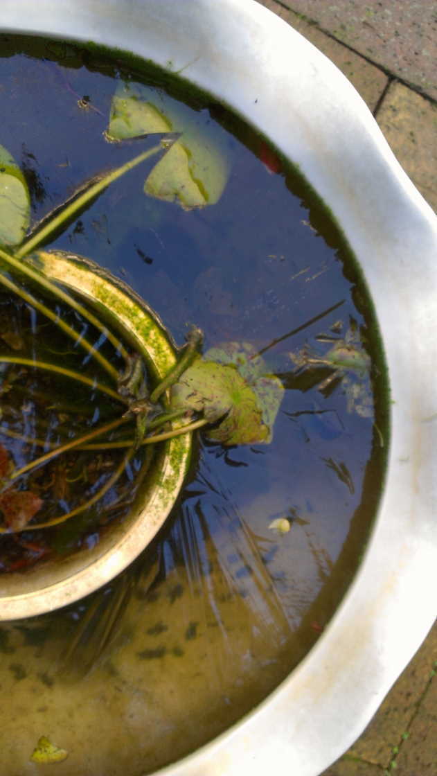 今シーズン初の氷が張りました: SDR で BCL を